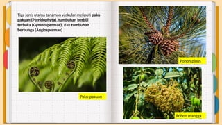 Struktur dan Fungsi Jaringan Tumbuhan (Vaskular) | PPTX