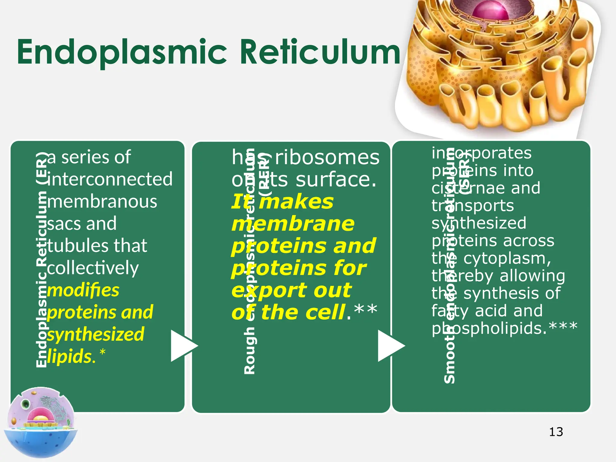 2. Cell Structures and Functions and gen bio.pptx