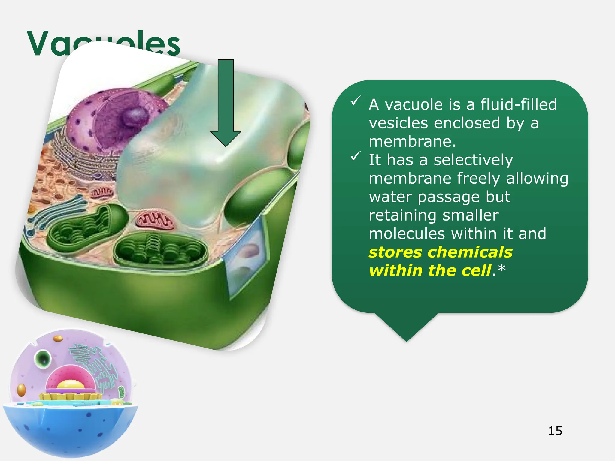2. Cell Structures and Functions and gen bio.pptx