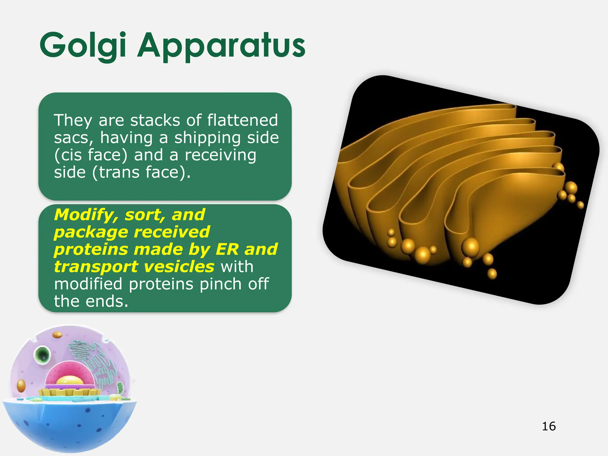 2. Cell Structures and Functions and gen bio.pptx
