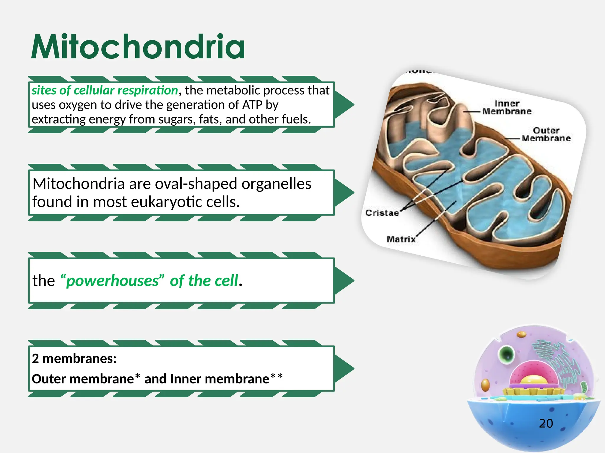 2. Cell Structures and Functions and gen bio.pptx
