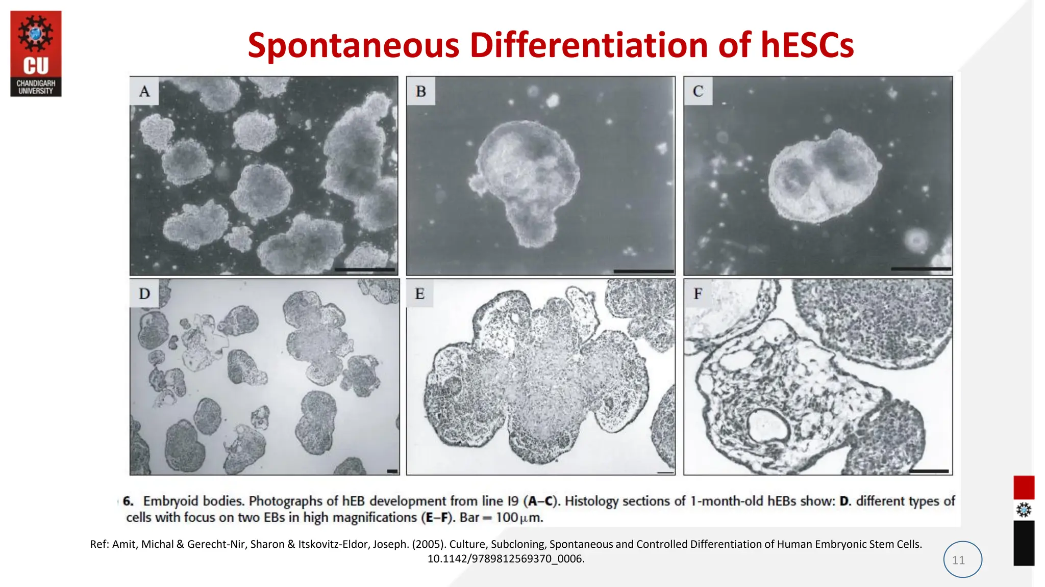 Subcloning, Spontaneous and controlled differentiation of hESCs.pdf