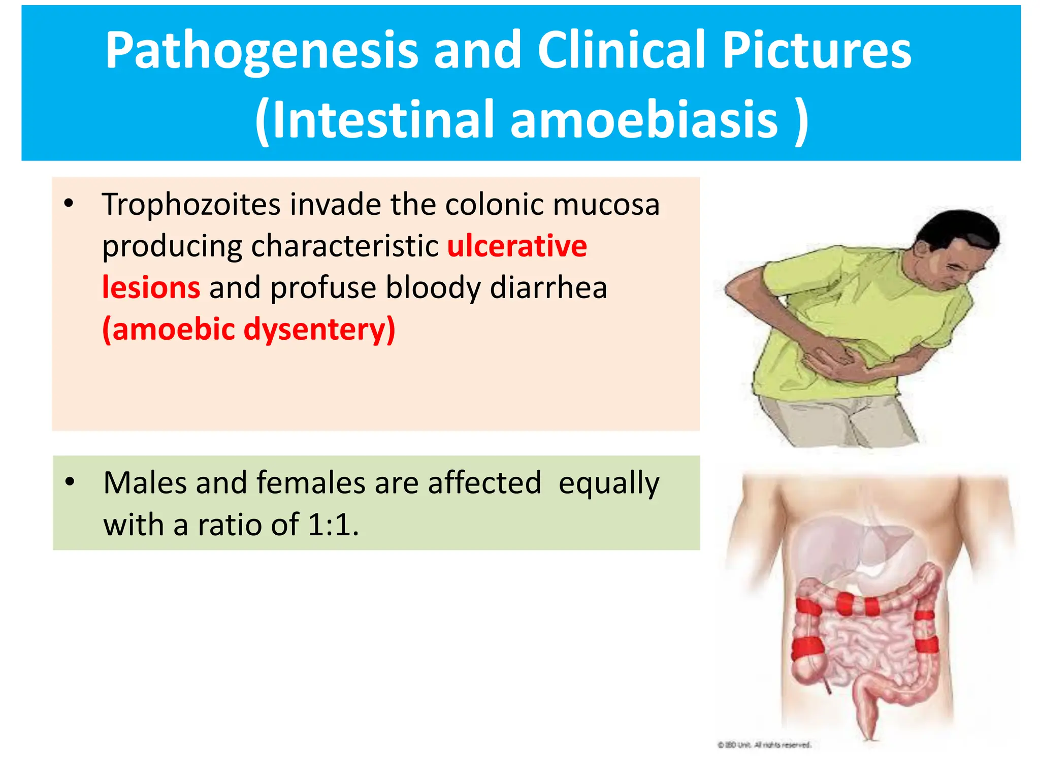 We have the presentation of Amoeba_١٠٣٩٠٨.pdf