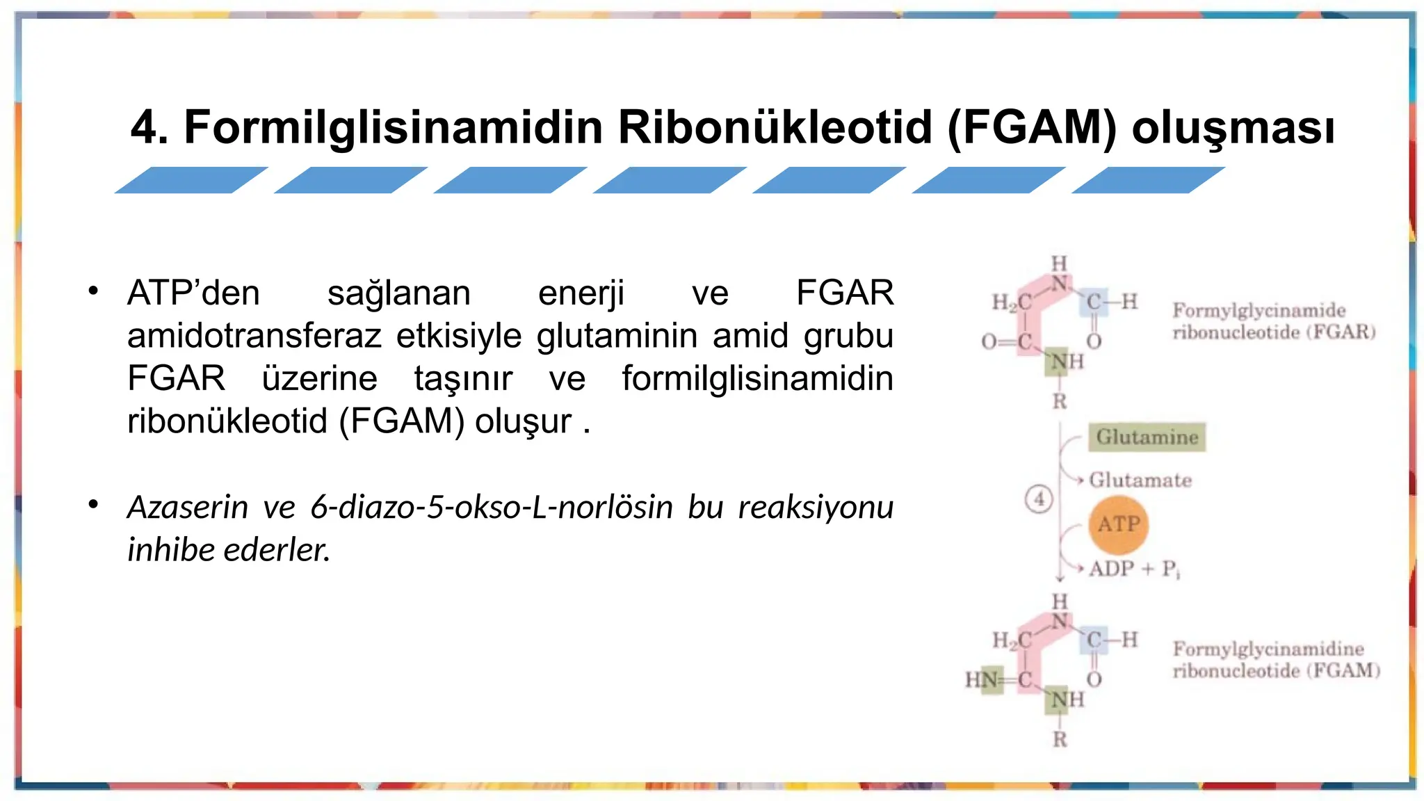 2.HAFTA-PÜRİN NÜKLEOTİDLERİN METABOLİZMASI.pptx