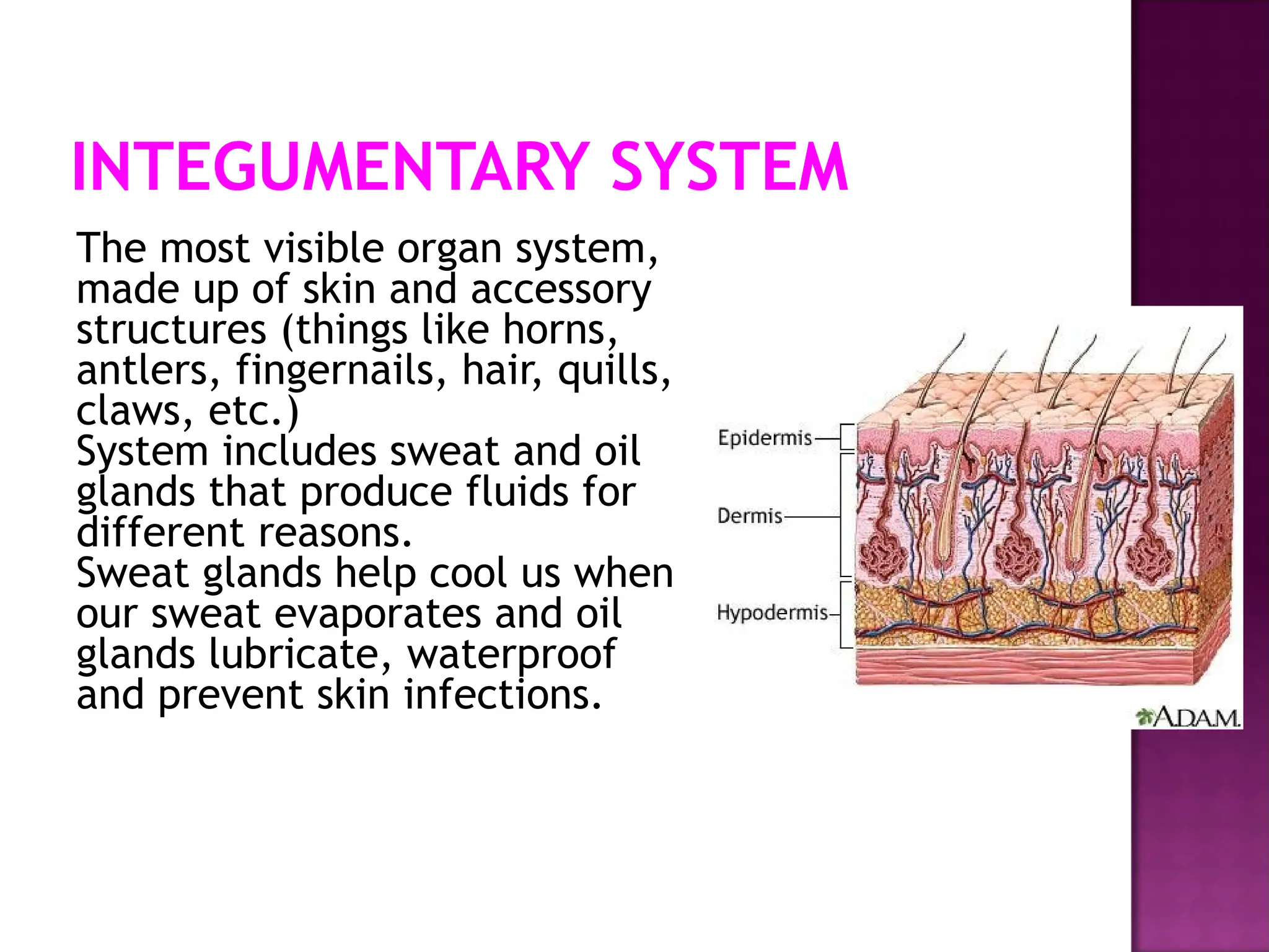 Organ Systems WITH DIFFERENT PARTSOFBODY | PPTX