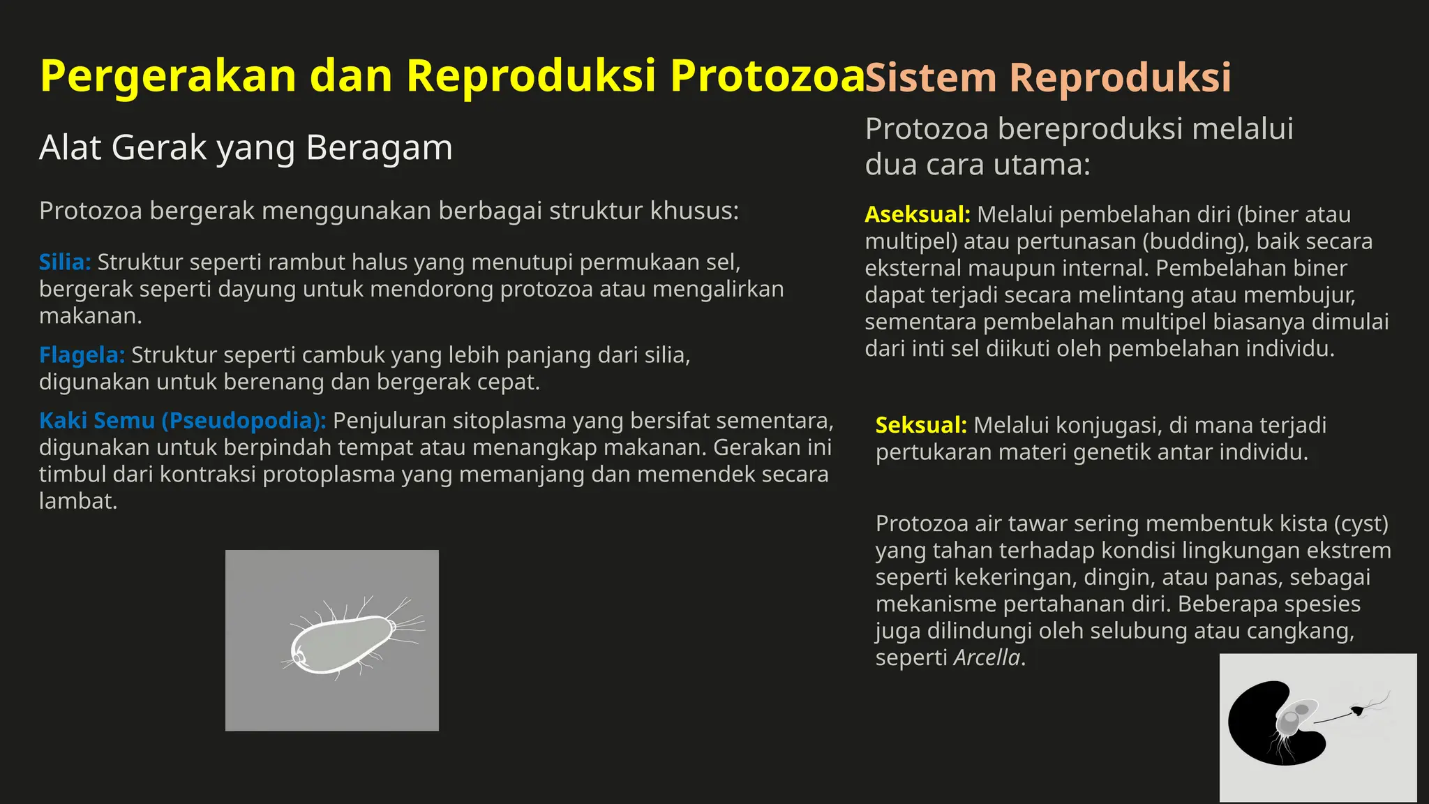 2. FILUM-PROTOZOA Organisme Uniseluler yang menakjubkan.pptx