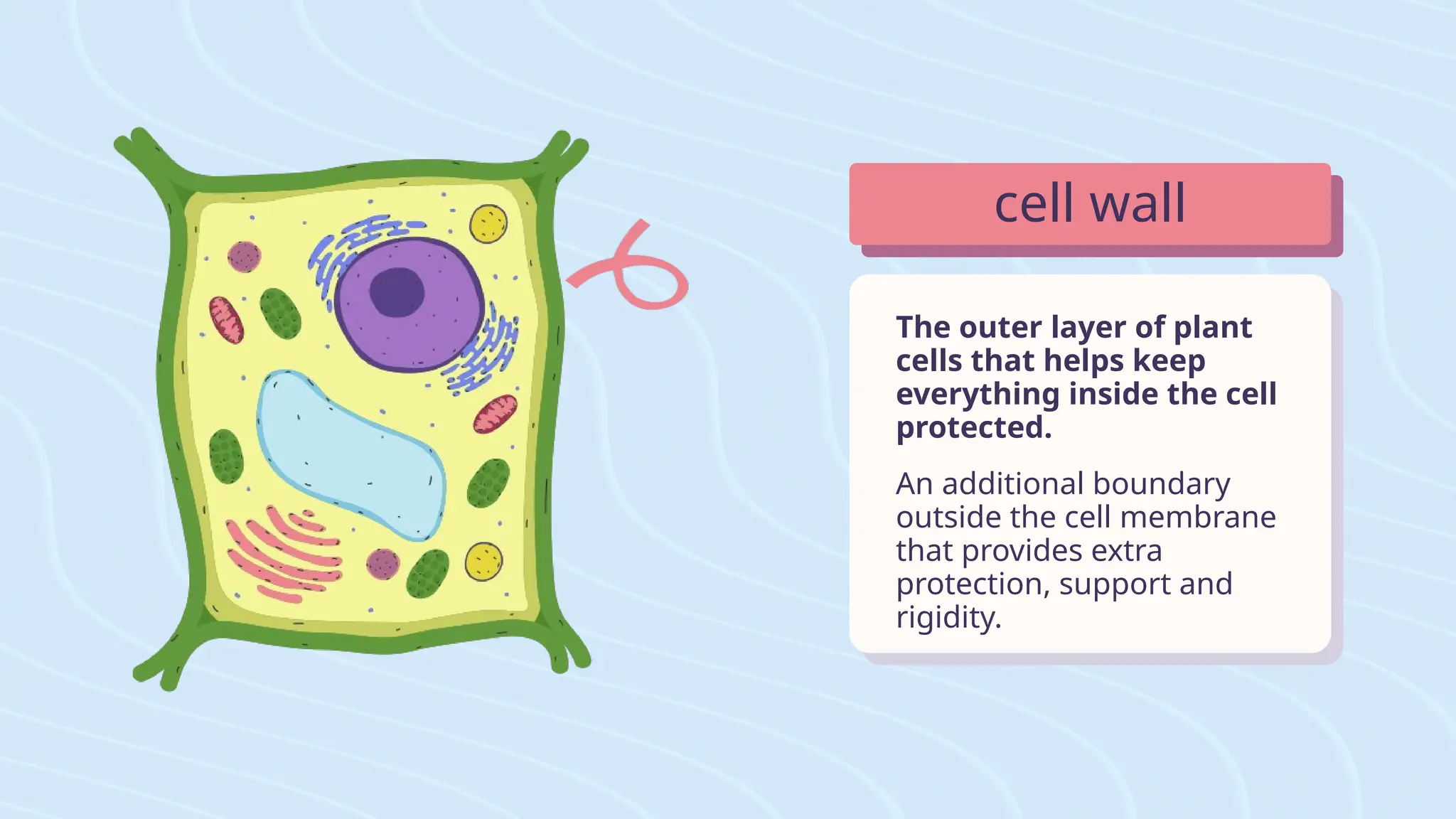 2.6 Cell Structure and Organization.pptx