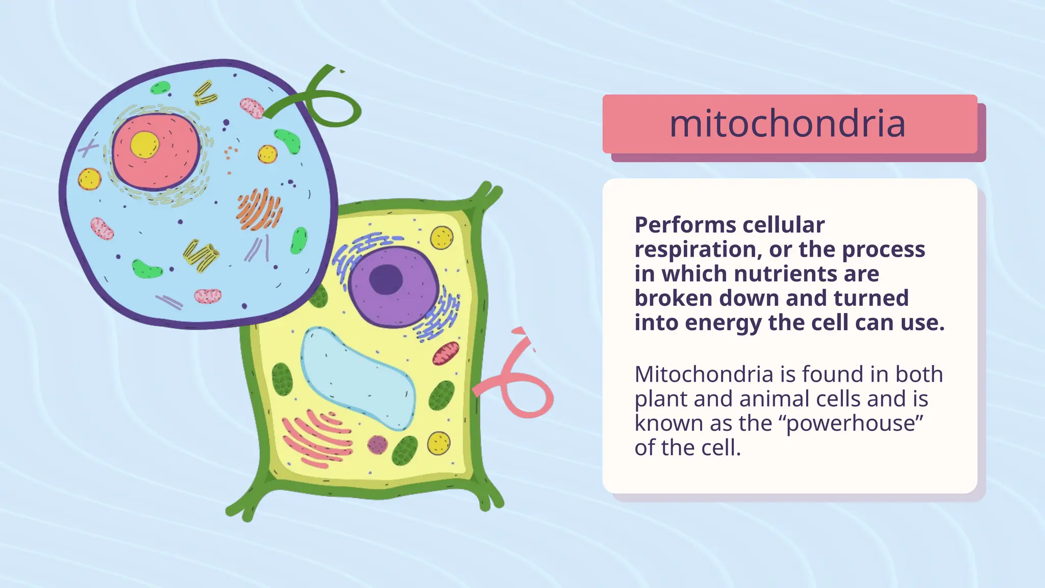 2.6 Cell Structure and Organization.pptx