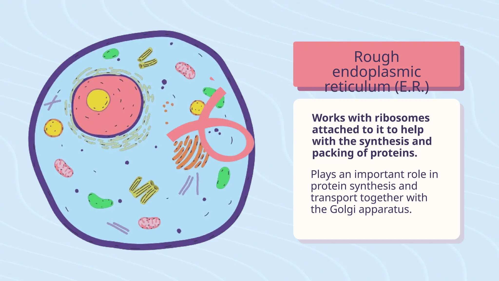 2.6 Cell Structure and Organization.pptx