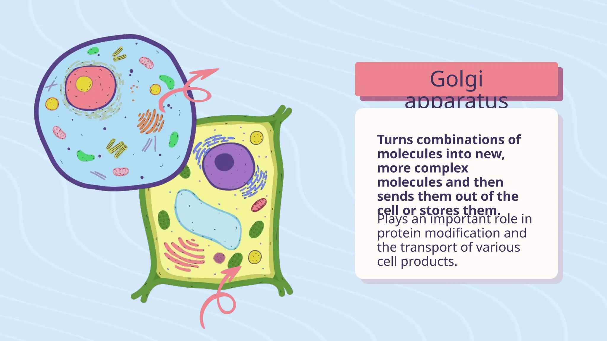 2.6 Cell Structure and Organization.pptx