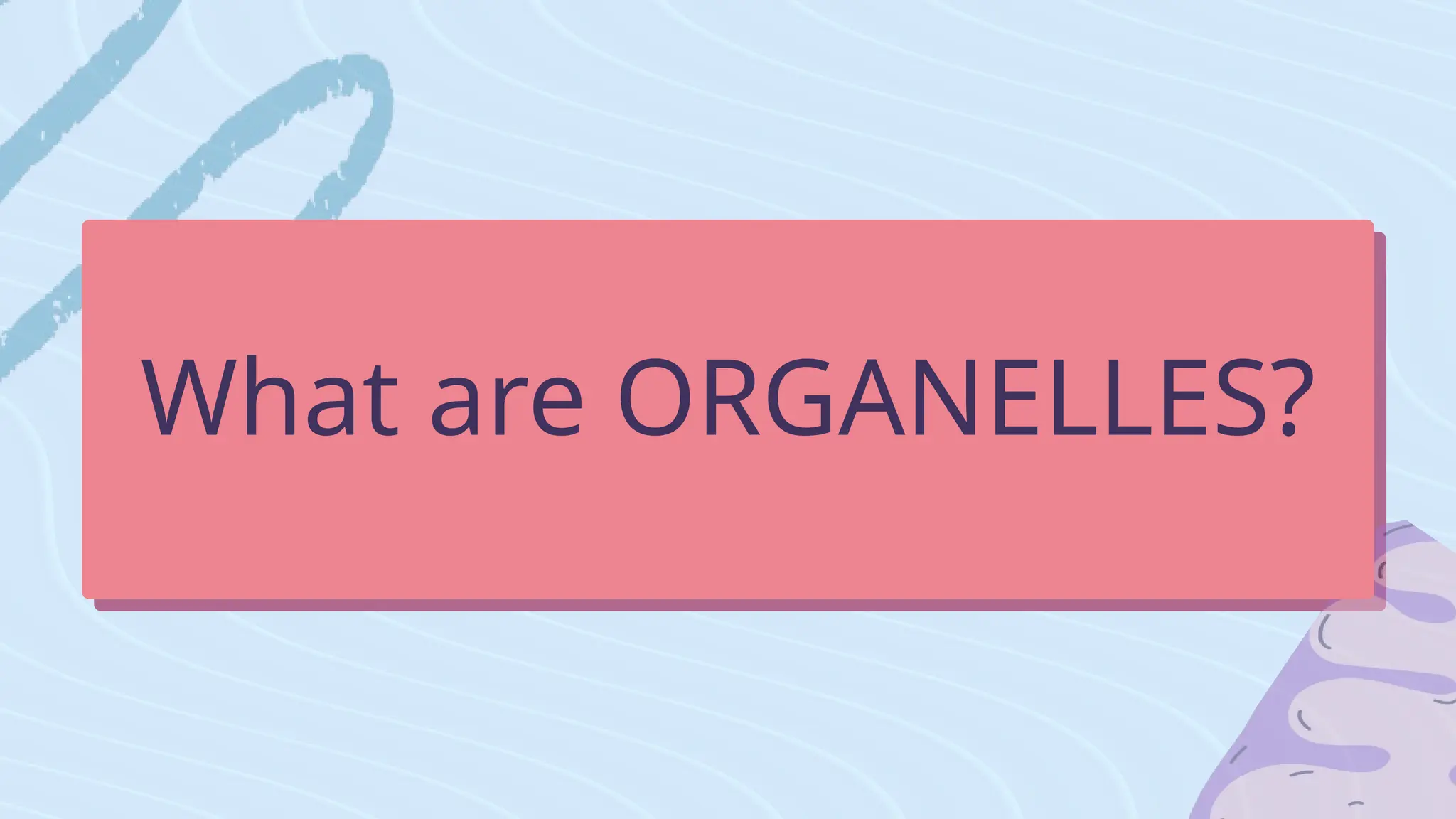 2.6 Cell Structure and Organization.pptx