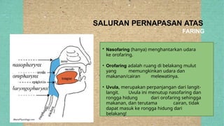 2. Anataomi dan Fisiologi System Pernafasan.pptx