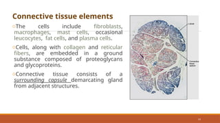 salivary gland salivary gland salivary gland salivary gland | PPTX