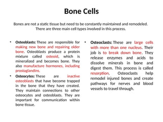 2. AHP PPT- Unit – II Skeletal System Full- Subathra.pptx