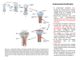 2. AHP PPT- Unit – II Skeletal System Full- Subathra.pptx
