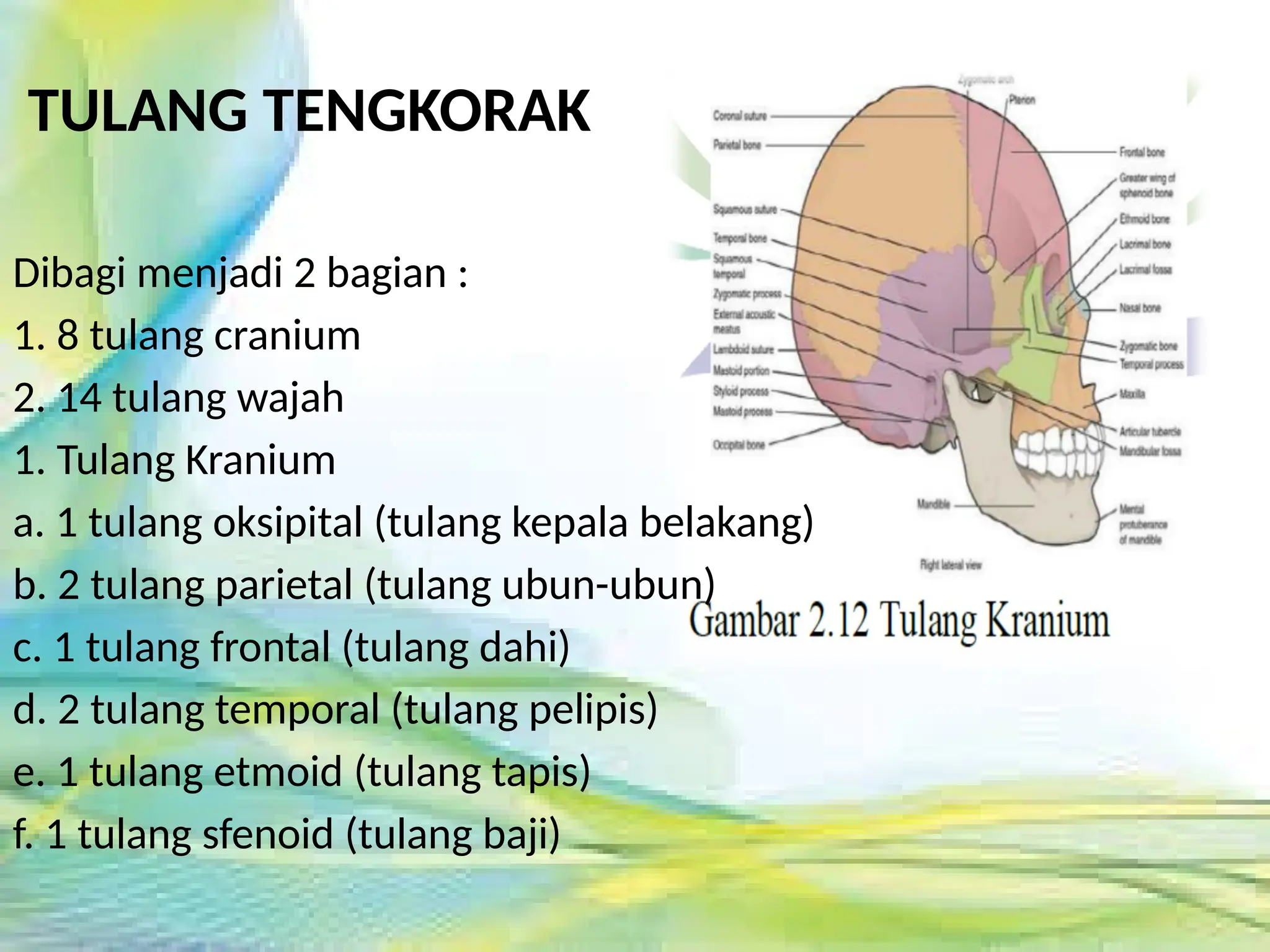 2. SISTEM MUSKULOSKELETAL Anfis Kebidanan.pptx