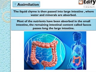 Nutrition in animals cbse class seven science | PPTX