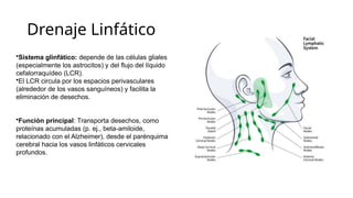 sistema nervioso central, cerebro, tallo cerebral, medula | PPTX