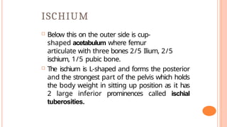 2. FEMALE PELVIS..................1.pptx