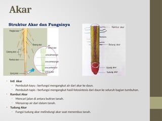 Struktur Pohon/Anatomi Pohon_Fisiologi Pohon | PPTX