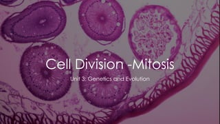 2. The Cell cycle and Mitosis.pptx powerpoint | PPTX