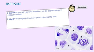 2. The Cell cycle and Mitosis.pptx powerpoint | PPTX
