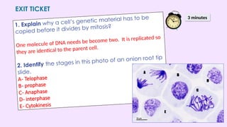2. The Cell cycle and Mitosis.pptx powerpoint | PPTX