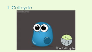 2. The Cell cycle and Mitosis.pptx powerpoint | PPTX