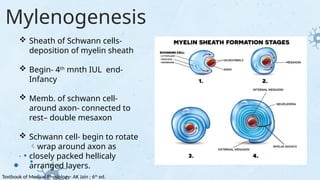 2. NEURO MUSCULAR physIOLOGY PRESENATTION | PPTX