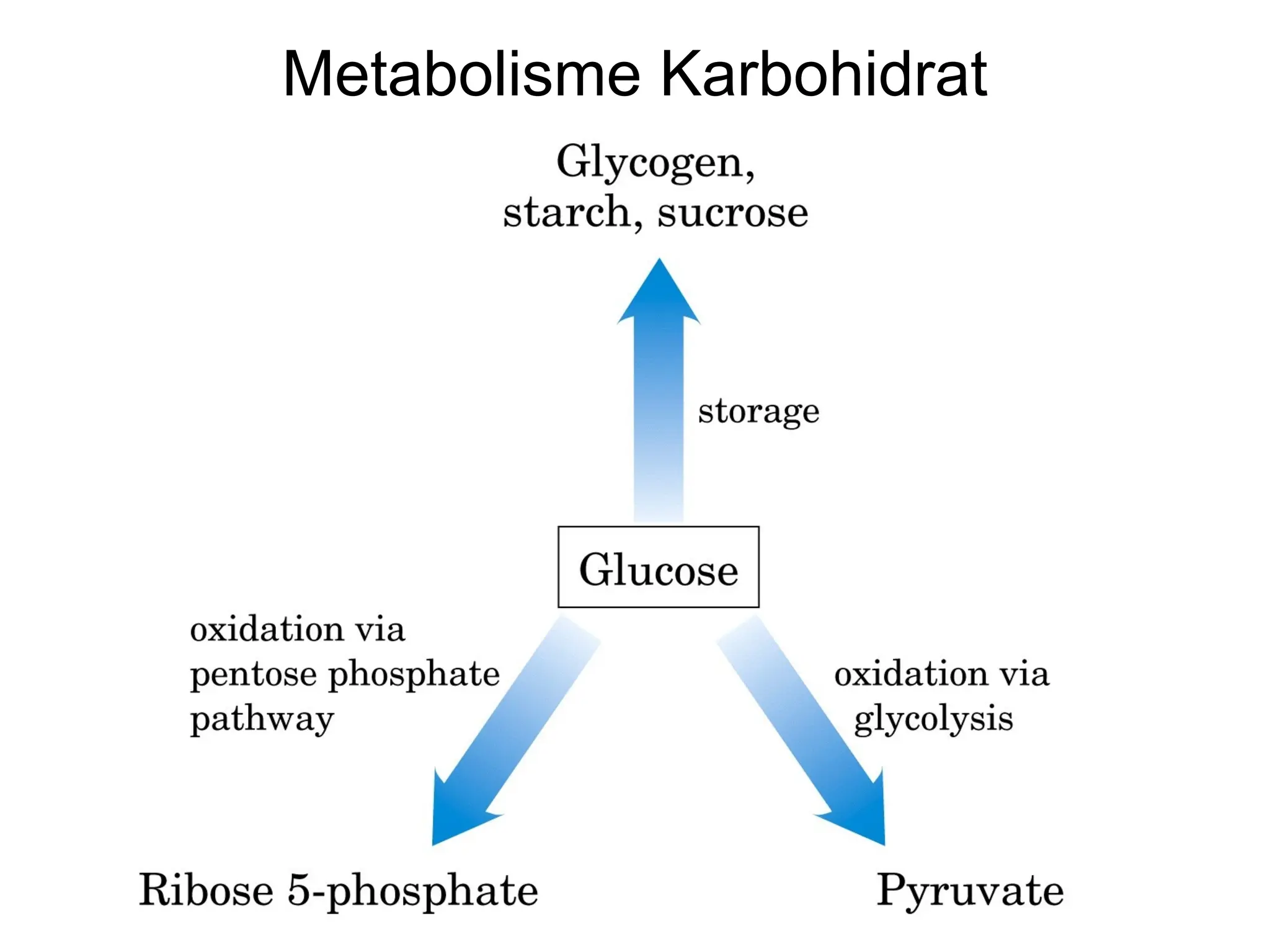 Metabolisme Karbohidrat dan Regulasi.ppt