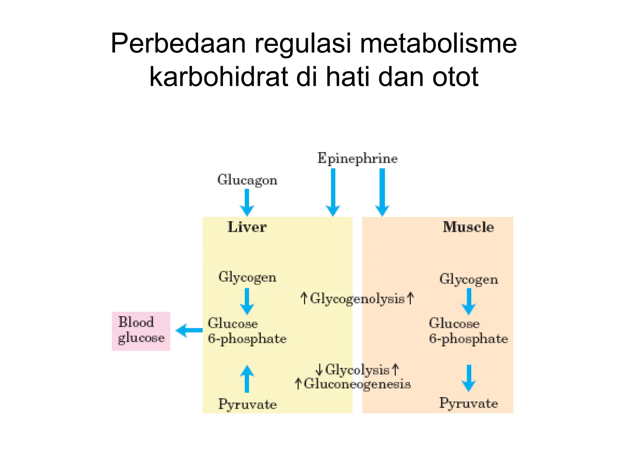 Metabolisme Karbohidrat dan Regulasi.ppt