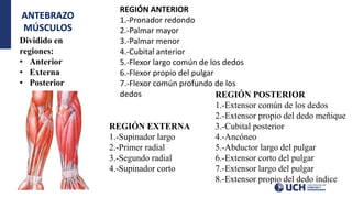 Antebrazo_mano anatomia humana de unive | PDF