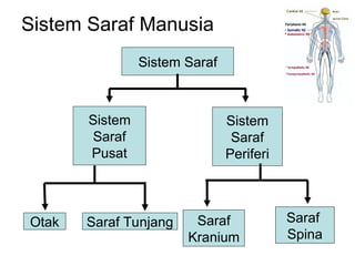 SAINS TINGKATAN 4 KBSM 2.2 Sistem saraf manusia | PPT