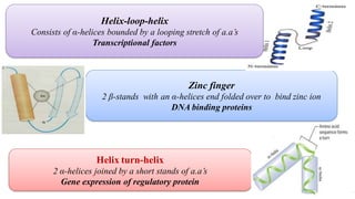 2. Structural organization of Proteins & denaturation of proteins | PDF