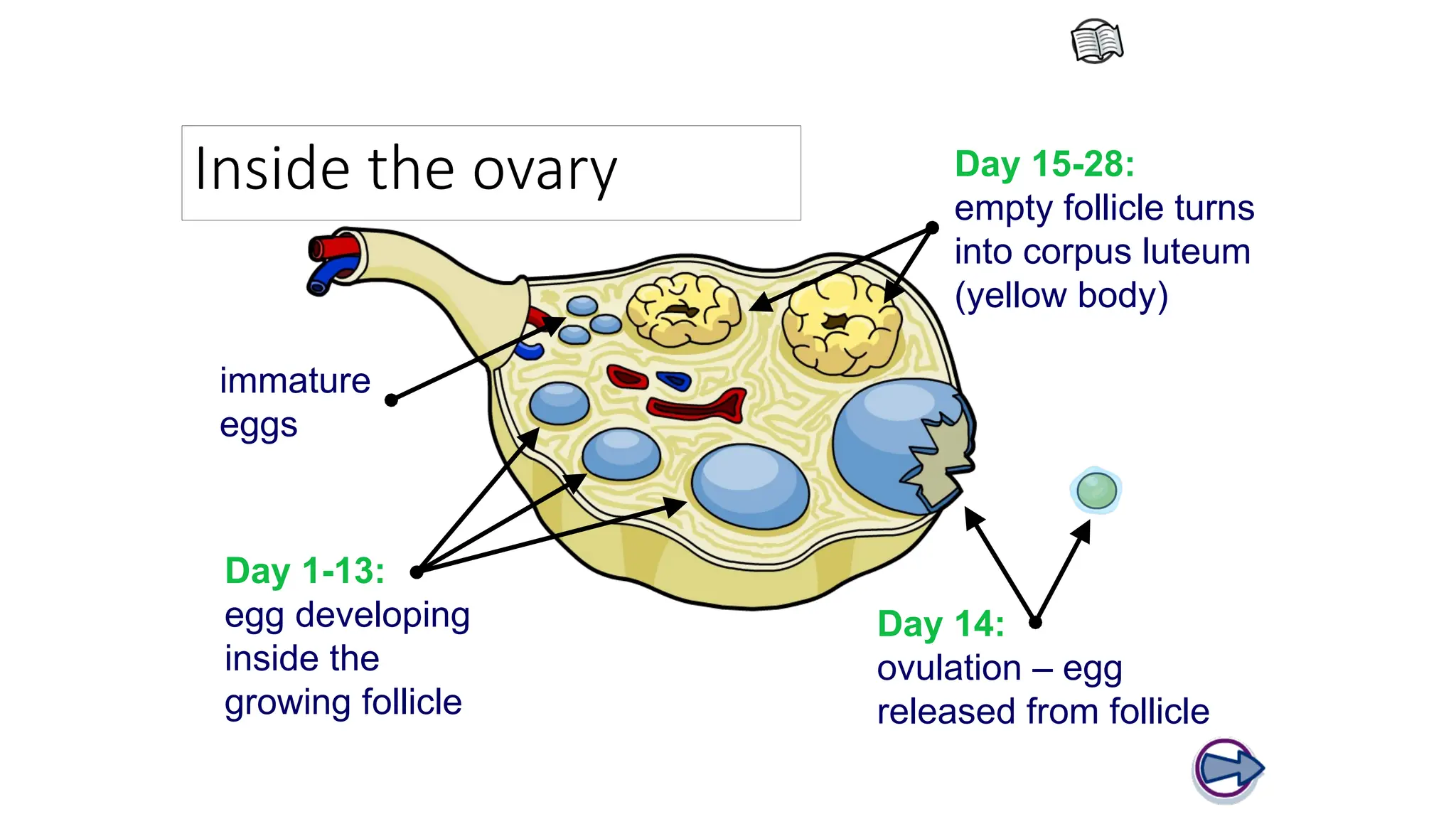 gynaecology education Normal pregnancy.pptx