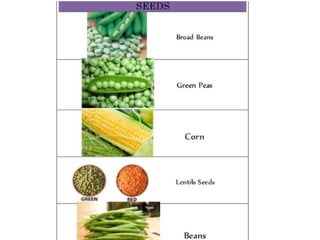 2. Classification of vegetable and spice crops.pptx