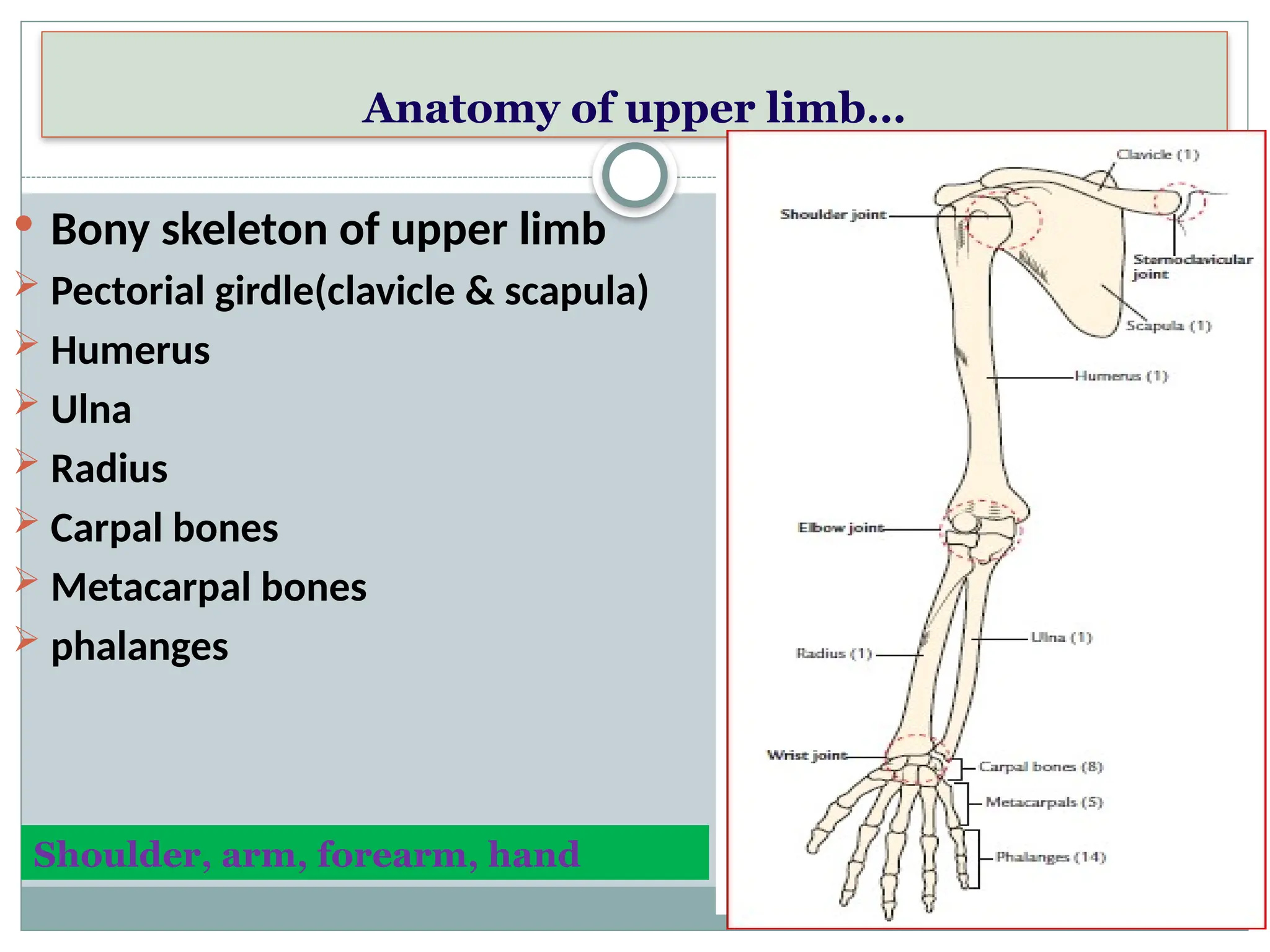 2.Anatomy of upper limb (1) @2024.jdfnksjfnhaklndlkz | PPTX