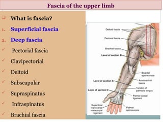 2.Anatomy of upper limb (1) @2024.jdfnksjfnhaklndlkz | PPTX
