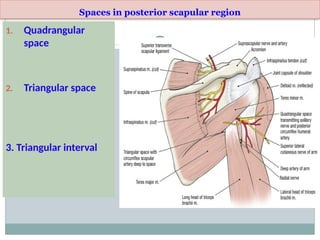 2.Anatomy of upper limb (1) @2024.jdfnksjfnhaklndlkz | PPTX