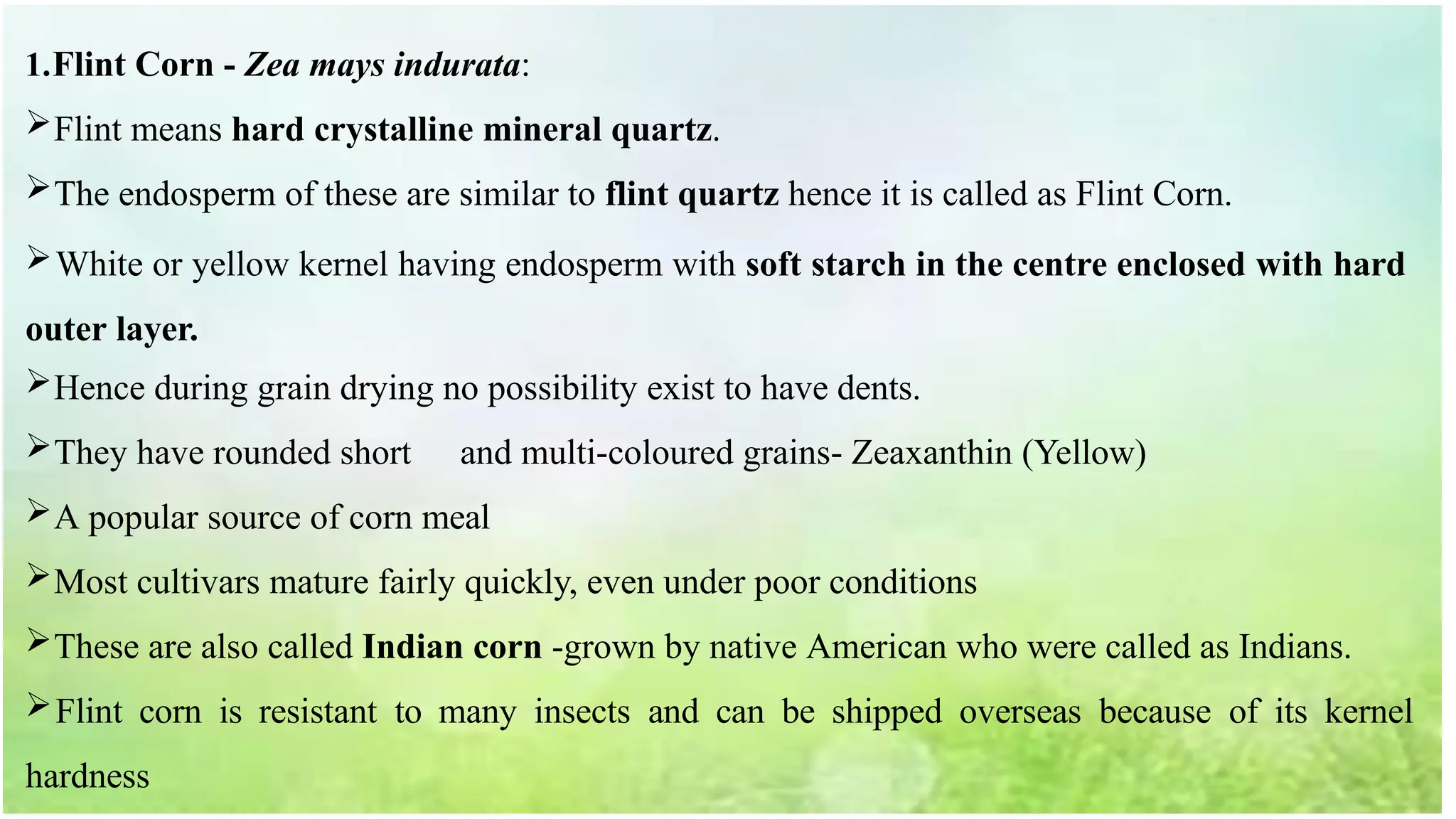 2. Maize.pptx - "Flint corn: Zea mays induratas "Dent corn: Zea mays ...