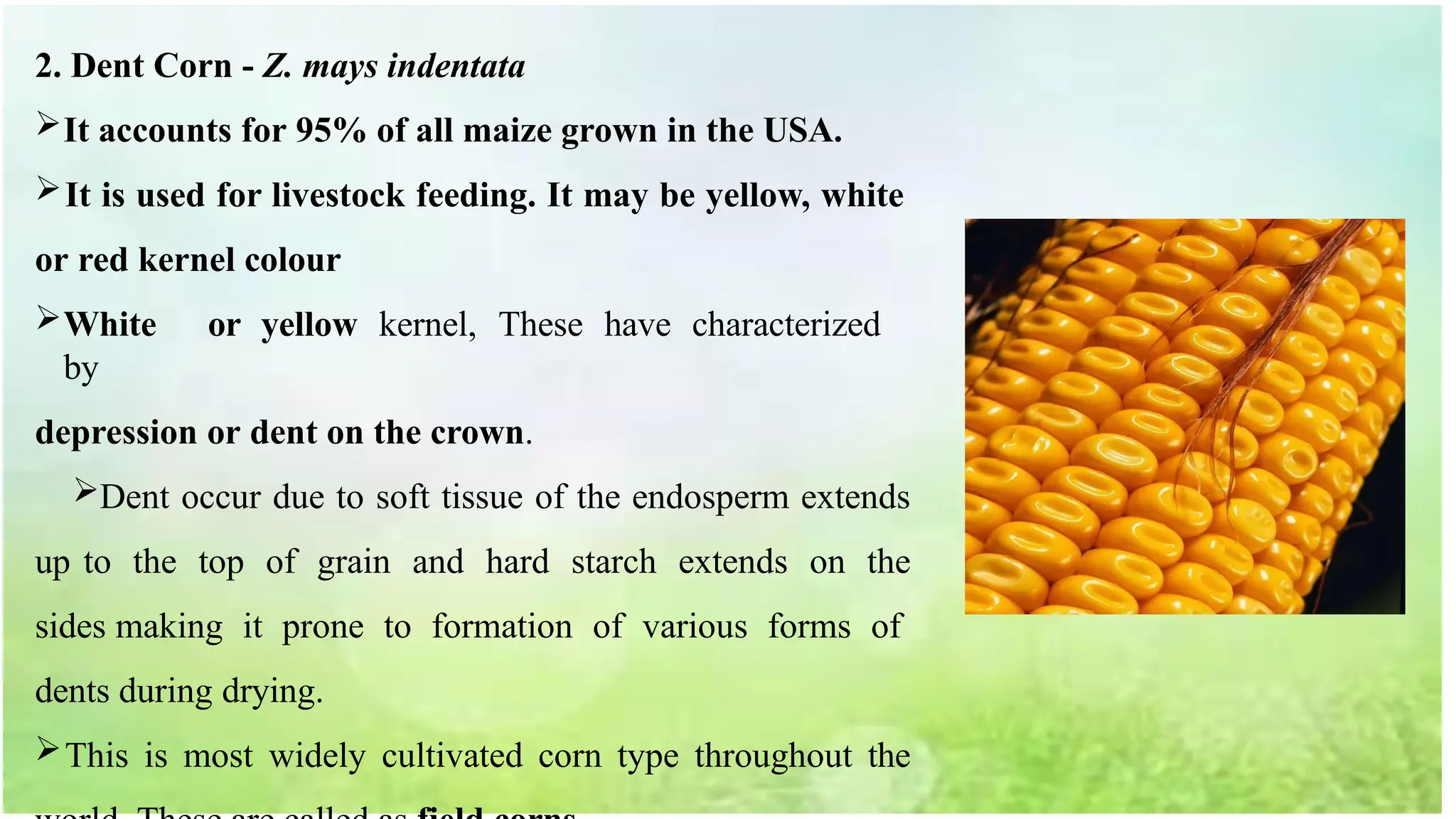 2. Maize.pptx - "Flint corn: Zea mays induratas "Dent corn: Zea mays ...
