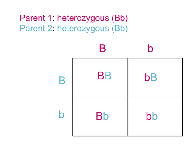 2 25 Punnett Squares | PPT
