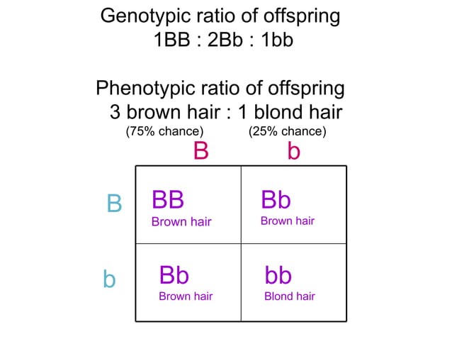 2 25 Punnett Squares | PPT