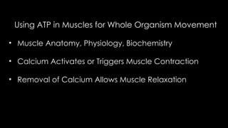 2.17.2025 - ATP and Muscle Contraction.pptx