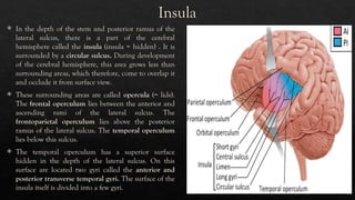 The Major Gyri Of The Human Brain.. pptx | PPTX