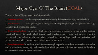 The Major Gyri Of The Human Brain.. pptx | PPTX