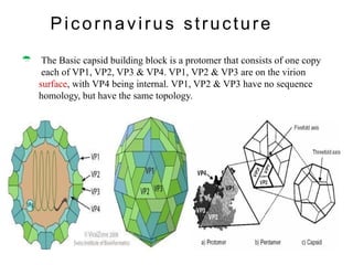 infoormation about virus called picornavirus.pptx
