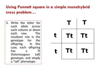 2.-Mendelian-Genetics.ppt hope this help | PPT