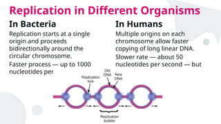 DNA Replication Process related semi conservative model | PPTX