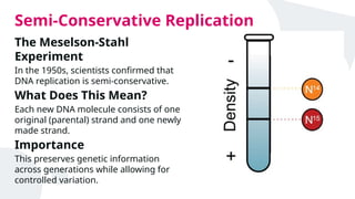 DNA Replication Process related semi conservative model | PPTX